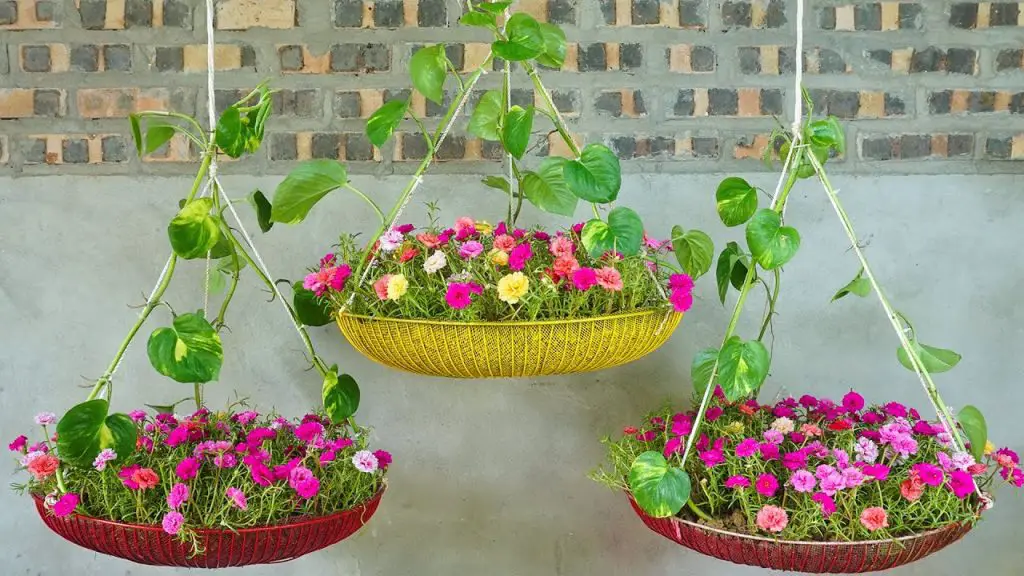 ¿Cuáles son las mejores flores colgantes para colgar a pleno sol? ¿Te ...