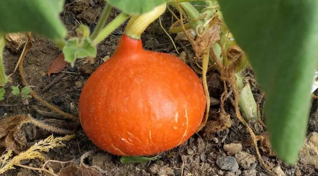 11 consejos para cultivar calabazas – Trucos Y Consejos Diarios