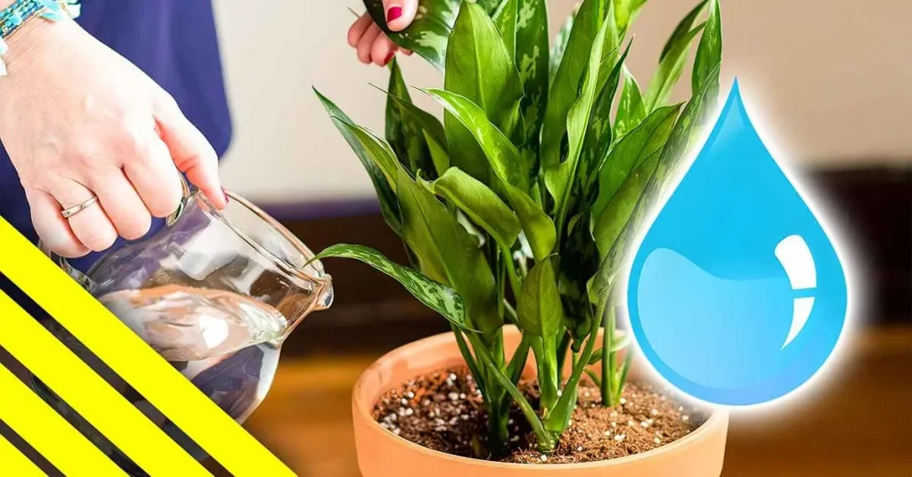 ¿Cómo sabes que una planta necesita agua? El truco del jardinero ...