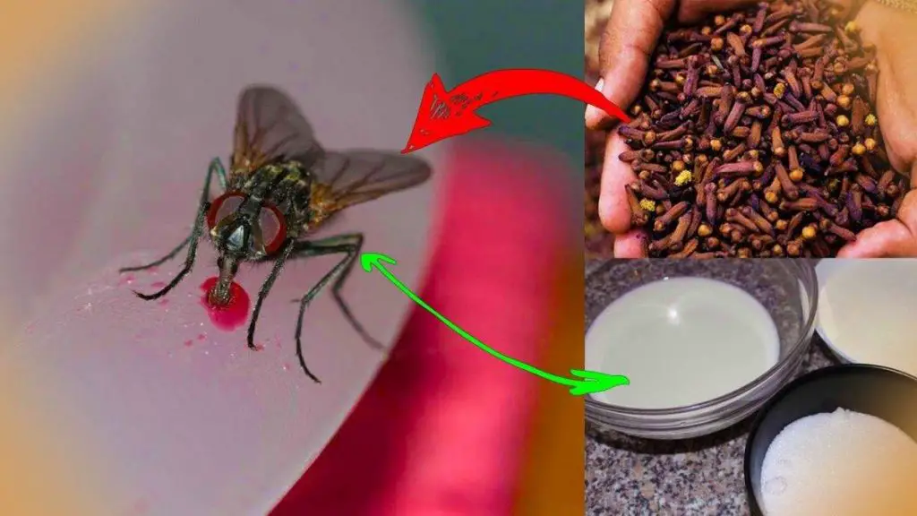 ¿Cómo alejar a estos 5 insectos de casa con remedios naturales ...