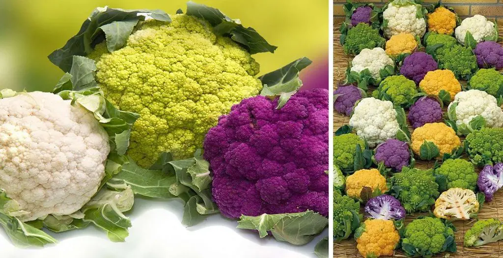 ¿Cómo cultivar y cosechar coliflor? – Trucos Y Consejos Diarios