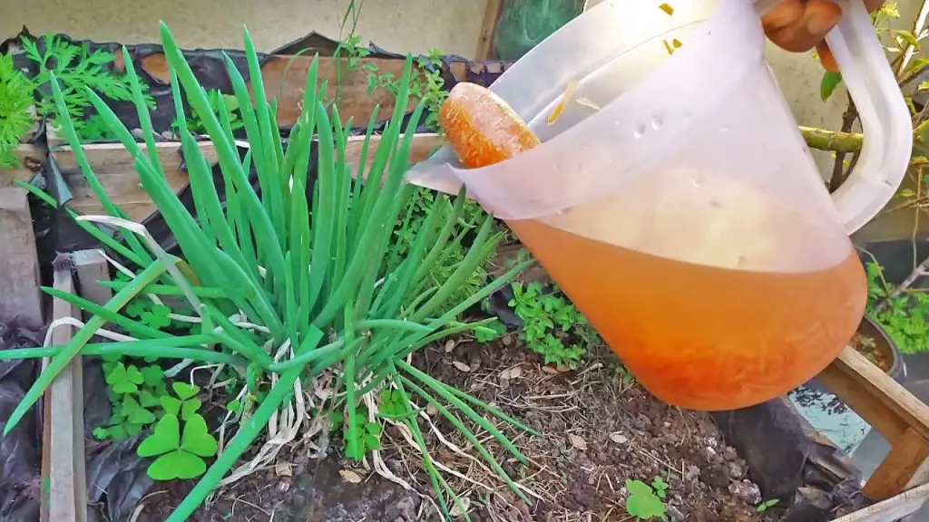 Cómo preparar agua de riego enriquecida con nutrientes para plantas más ...