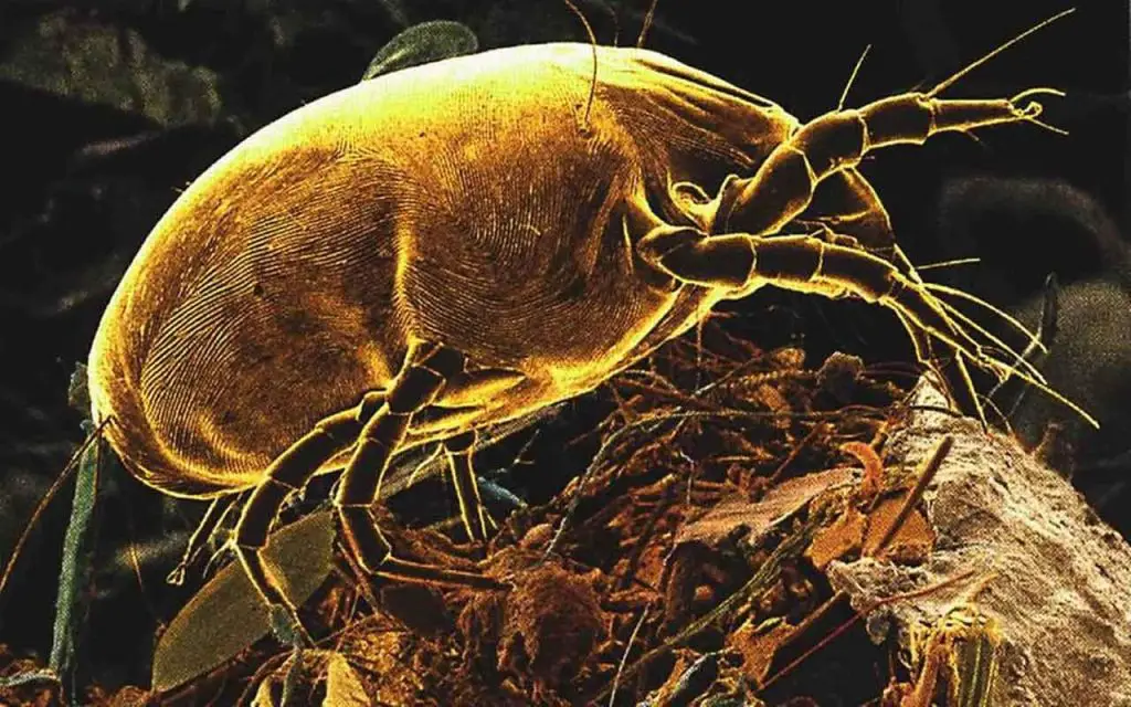 Alerta de ácaros en casa: aquí te contamos dónde se esconden y cómo ...
