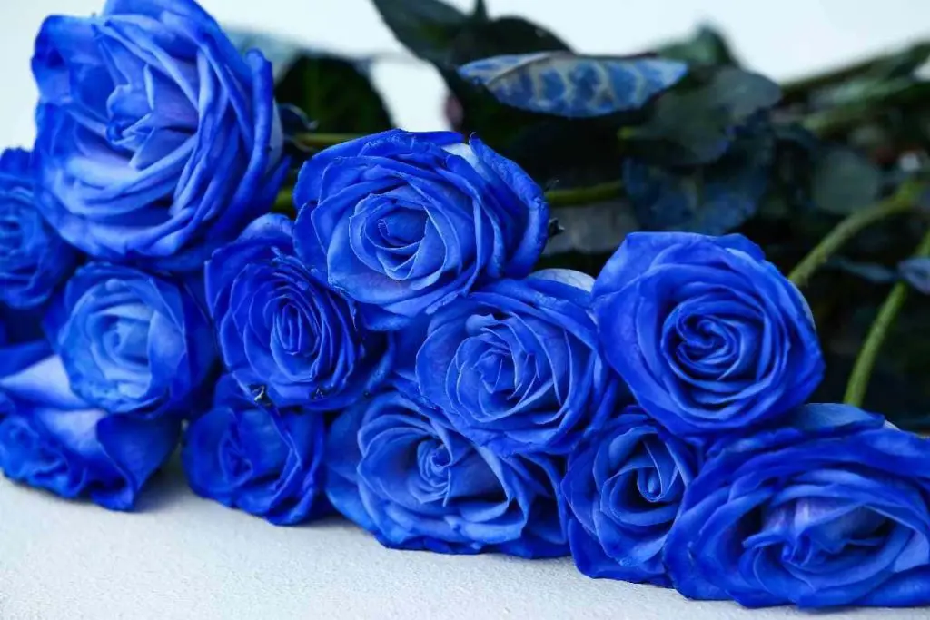 Rosas azules: ¿existen en la naturaleza? aquí está cómo conseguirlos, “locos” – Trucos Y ...