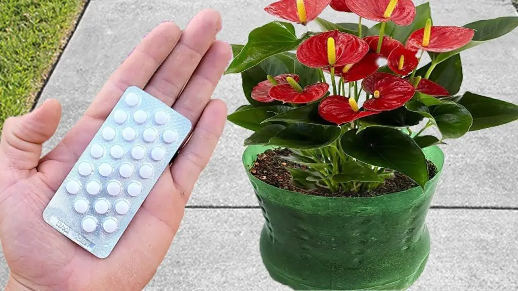 Una solución sostenible: esta cápsula mantiene tus flores frescas ...