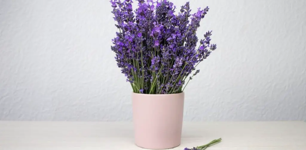 ¡Cultivando lavanda en macetas en interiores para un hogar fragante y ...